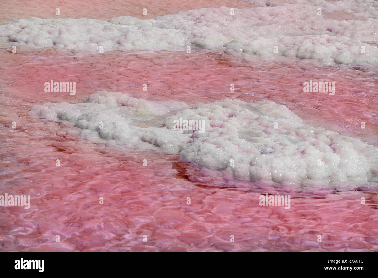 Salt in the red clear water of the Dead Sea in Israel. Flakes of salt ...