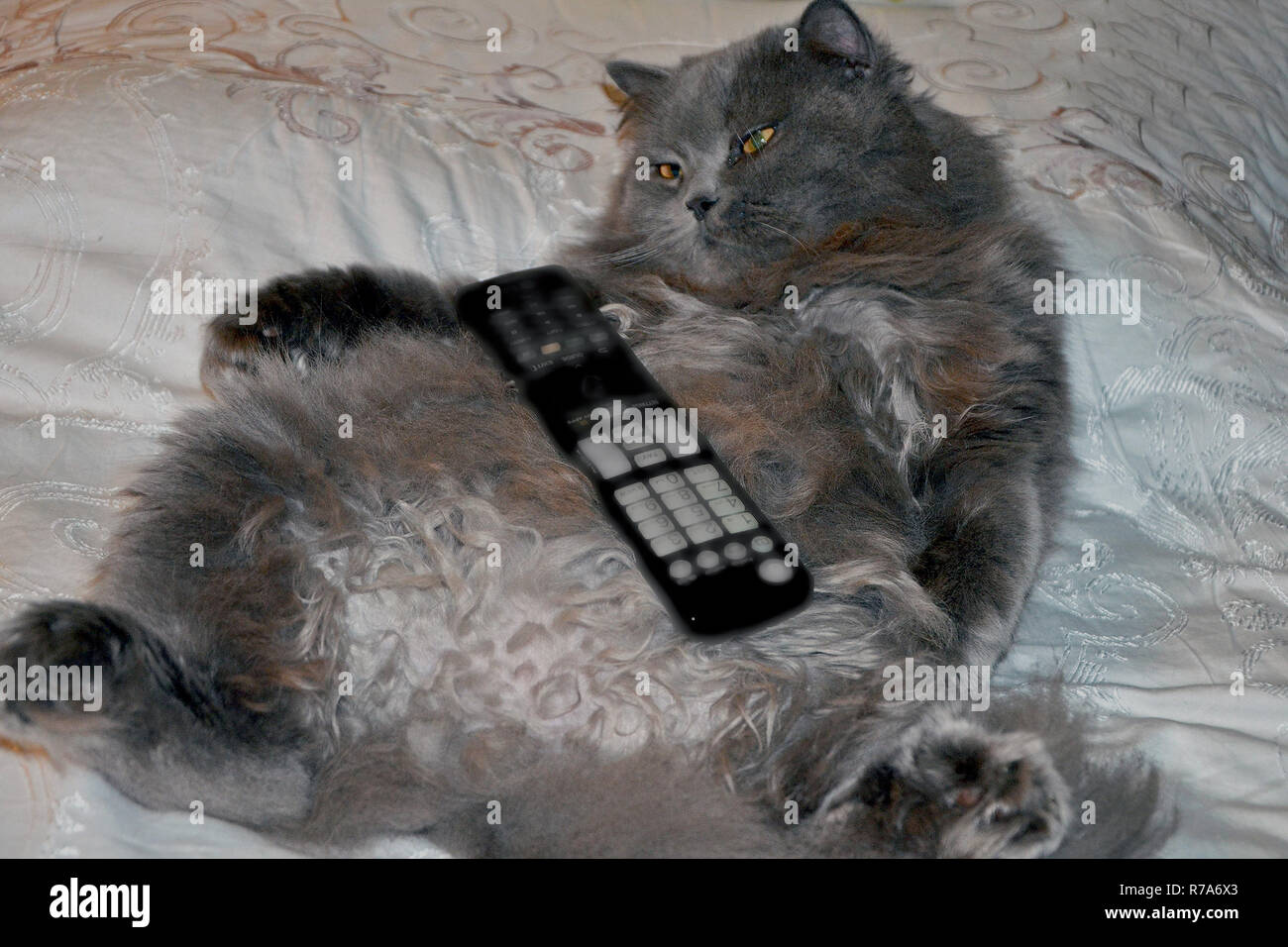 Longhair gray big cat lying on the bed with the remote control. The cat ...