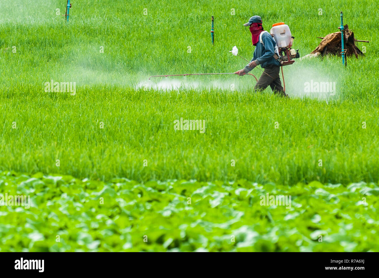 Farmer spraying pesticide on Terrace rice fields Stock Photo - Alamy