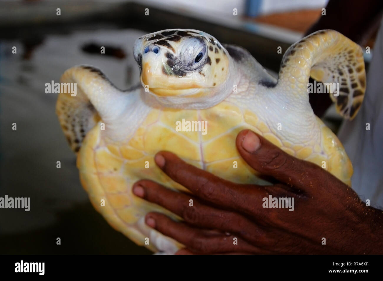 Hands holding sea turtles hi-res stock photography and images - Alamy
