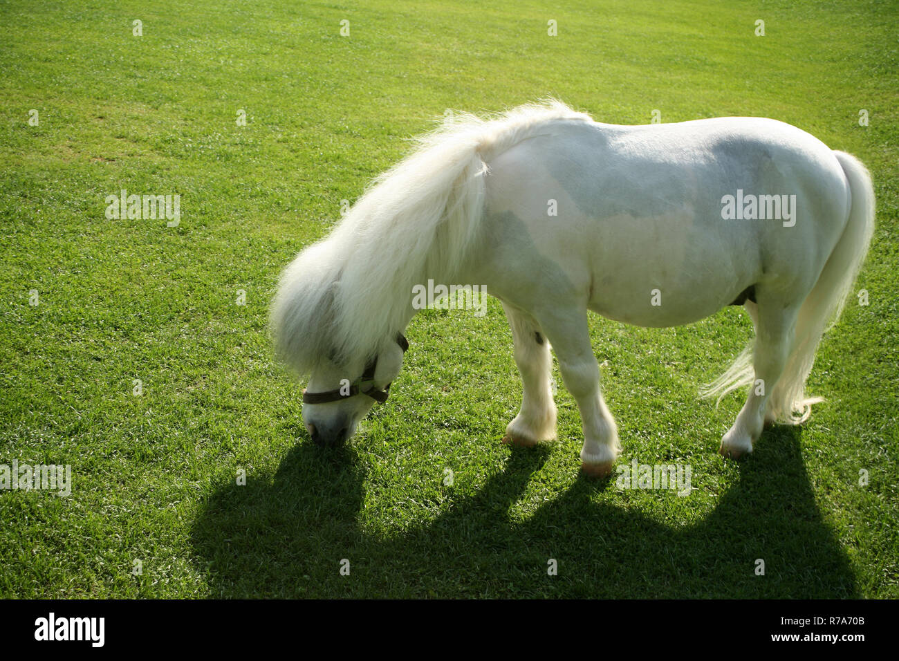 Strong breed of pony hi-res stock photography and images - Alamy