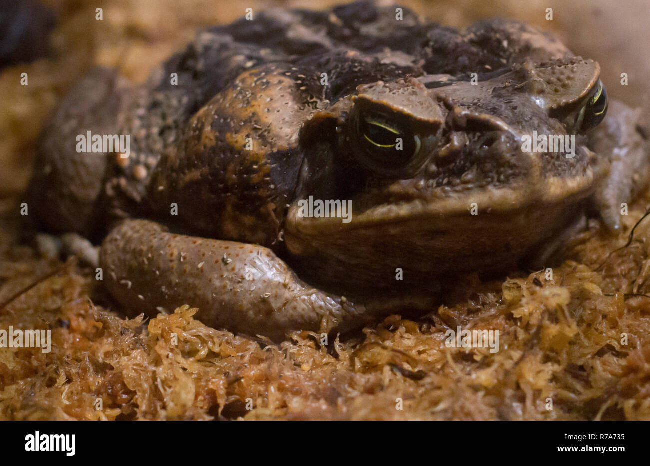 Vertebrate pest species hi-res stock photography and images - Alamy