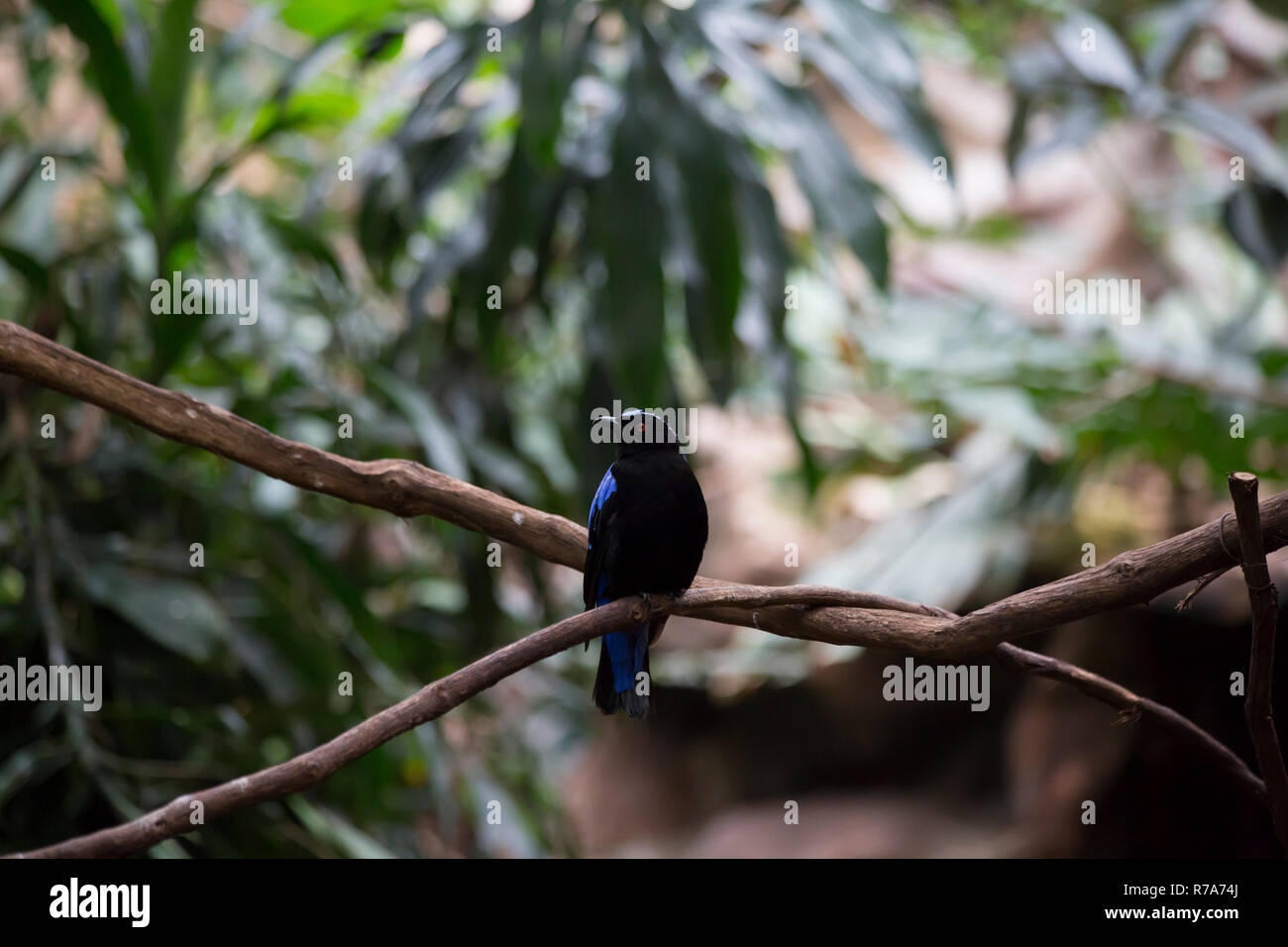 Palawan fairy bluebird hi-res stock photography and images - Alamy