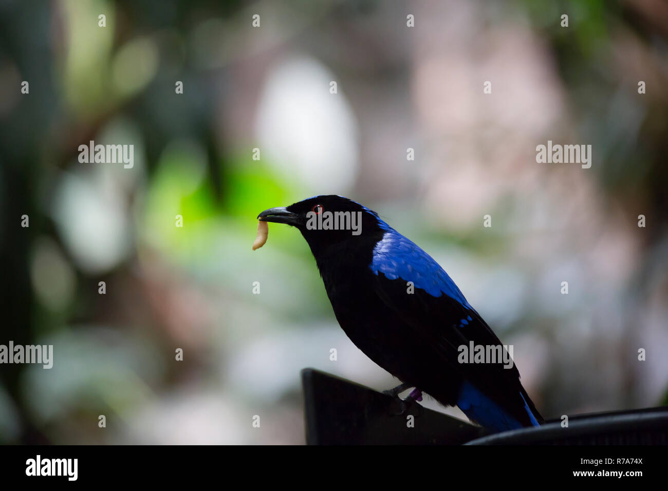 Asian Fairy Bluebird Stock Photo - Alamy