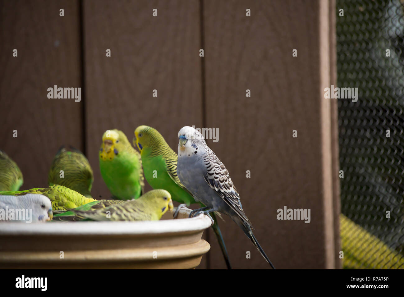 Budgies funny hi-res stock photography and images - Alamy