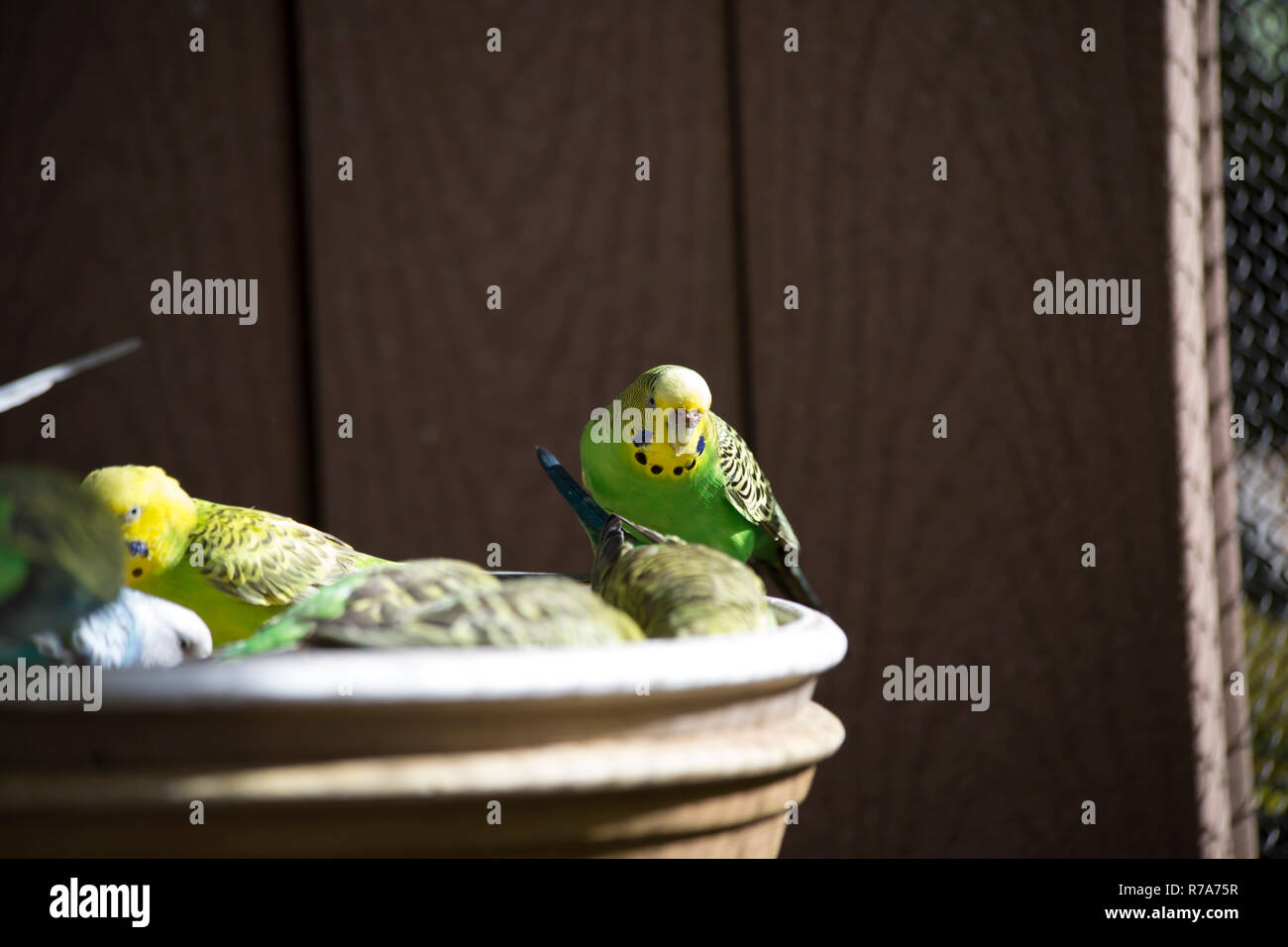 Budgies funny hi-res stock photography and images - Alamy