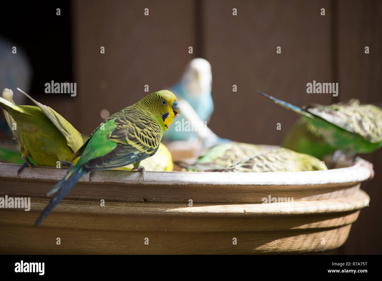Budgies funny hi-res stock photography and images - Alamy
