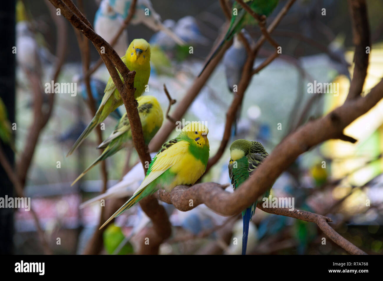 Budgies in a Tree Stock Photo - Alamy