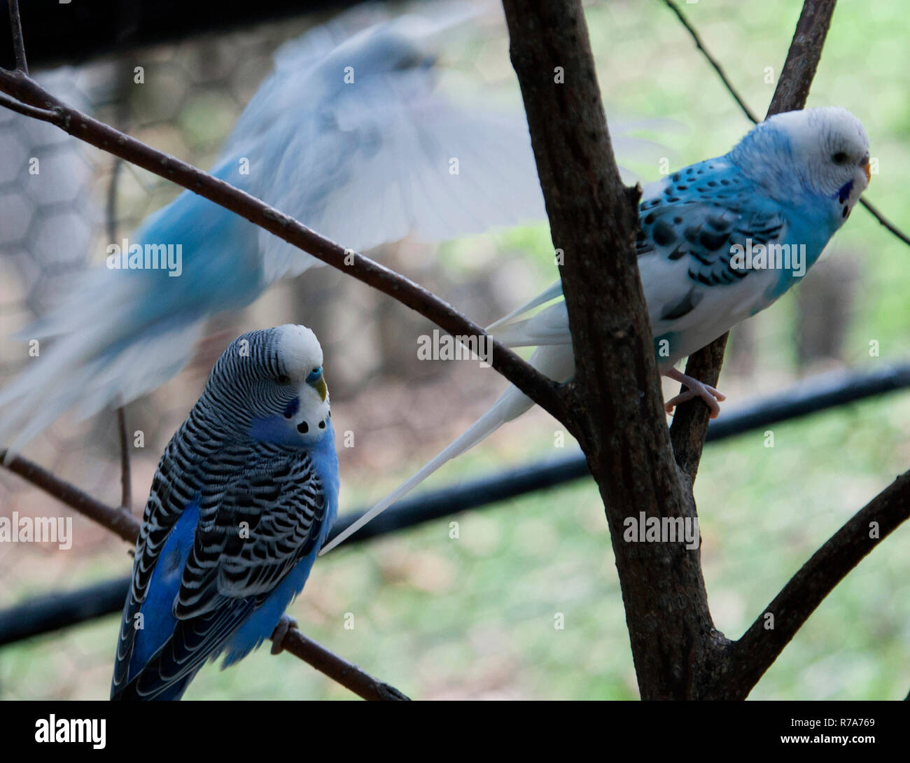 Budgies in a Tree Stock Photo - Alamy