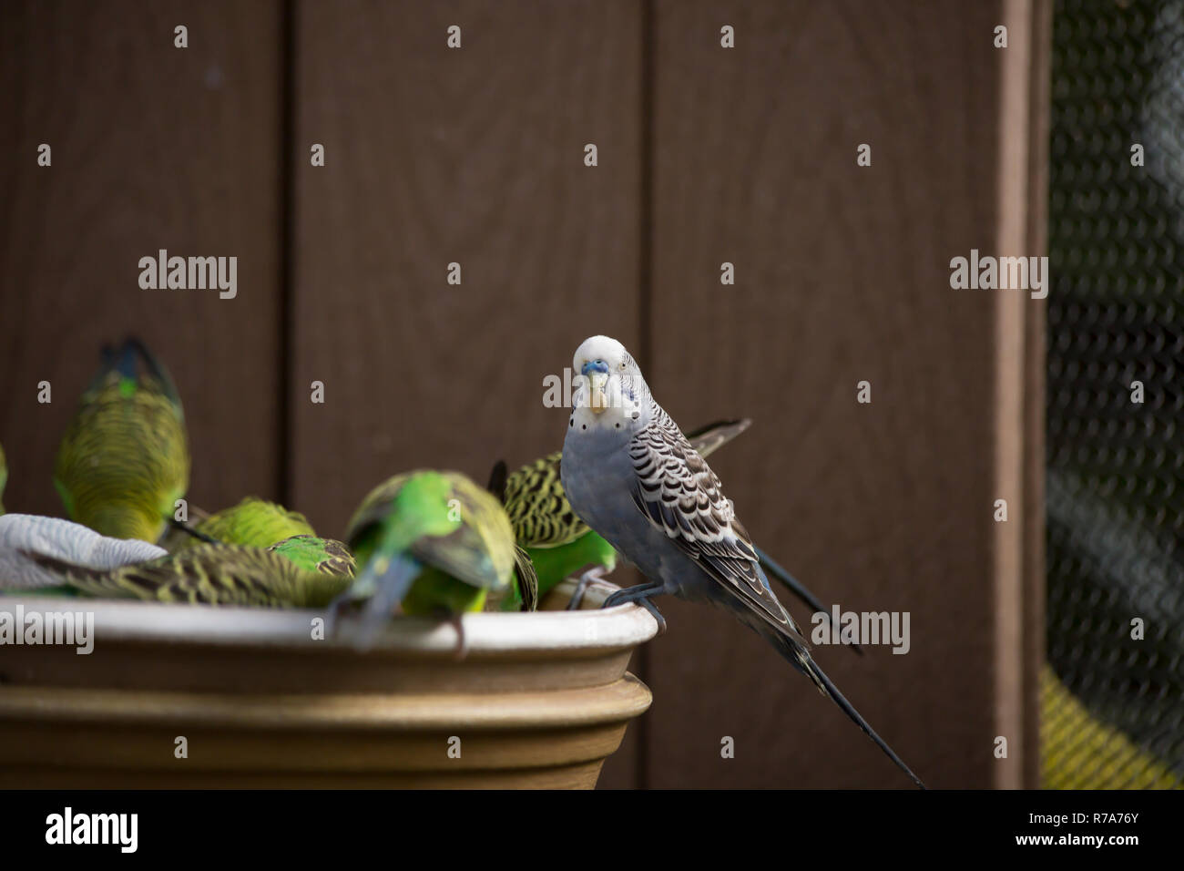 Budgies funny hi-res stock photography and images - Alamy