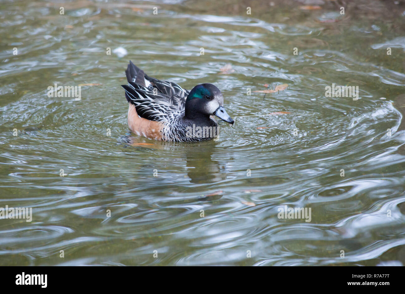 Big black white duck hi-res stock photography and images - Alamy