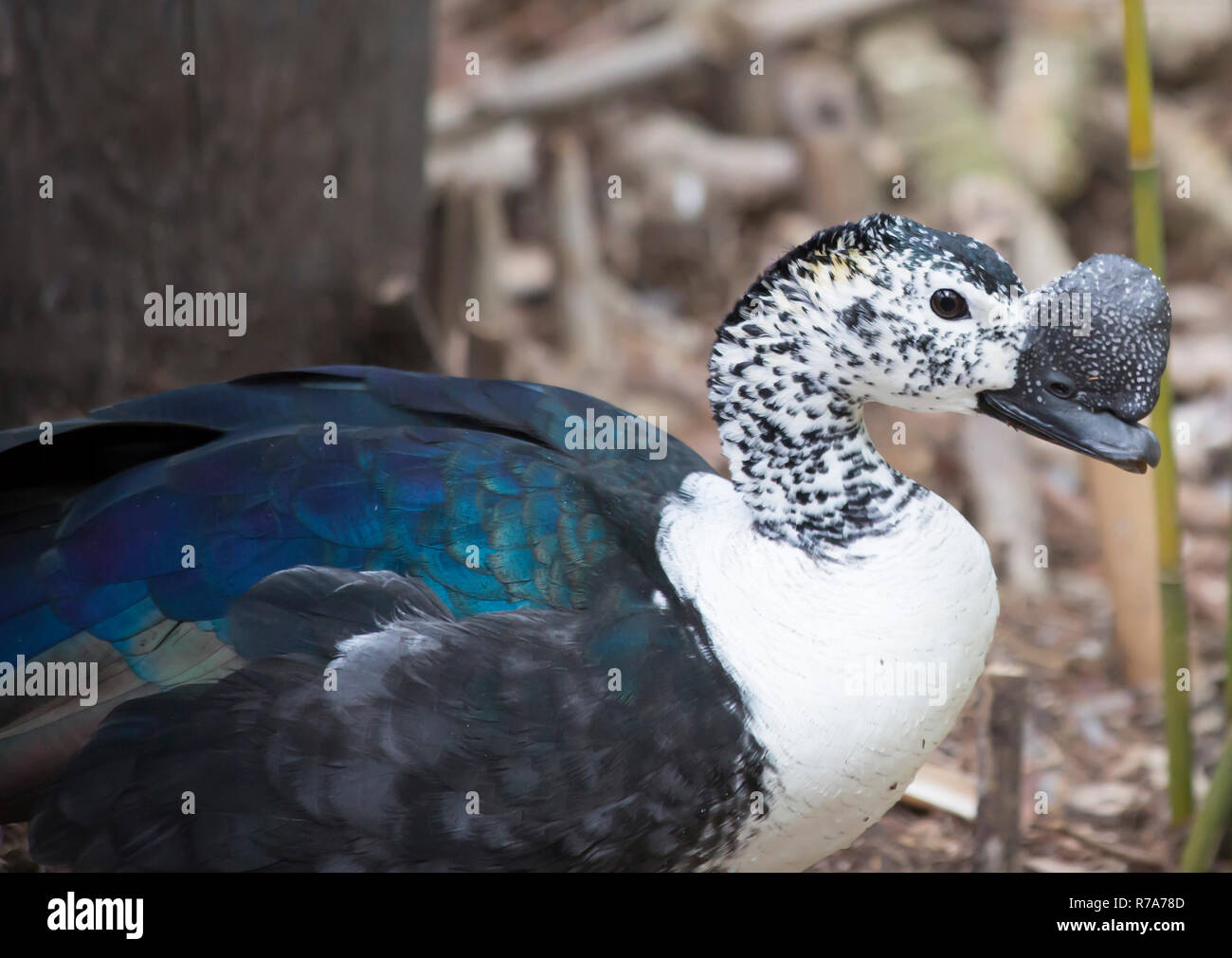 Comb Duck (Sarkidiornis melanotos Stock Photo - Alamy