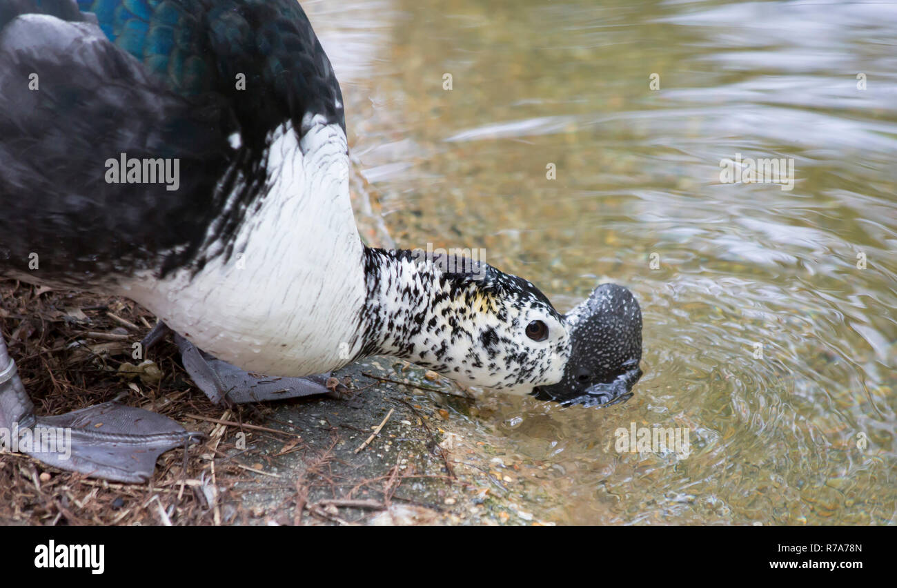 Comb Duck (Sarkidiornis melanotos Stock Photo - Alamy