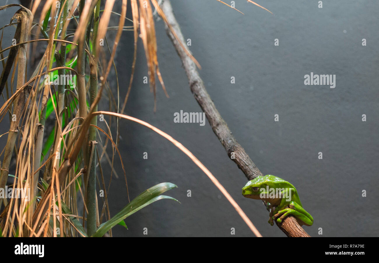 Waxy Monkey Tree Frog Stock Photo - Alamy