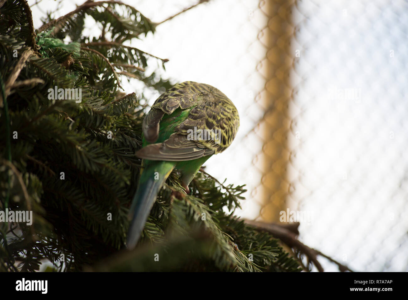 Parakeet plumage colors hi-res stock photography and images - Alamy
