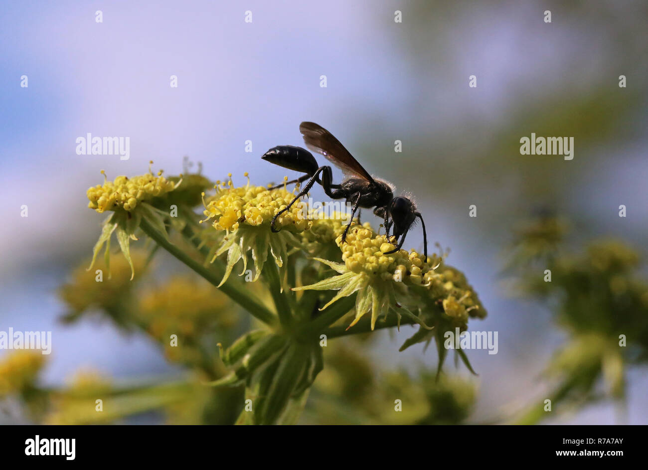 Petiolus High Resolution Stock Photography and Images - Alamy