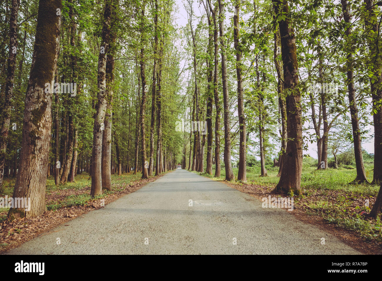 empty lonely asphalt car road between trees in forest outdoor nature ...