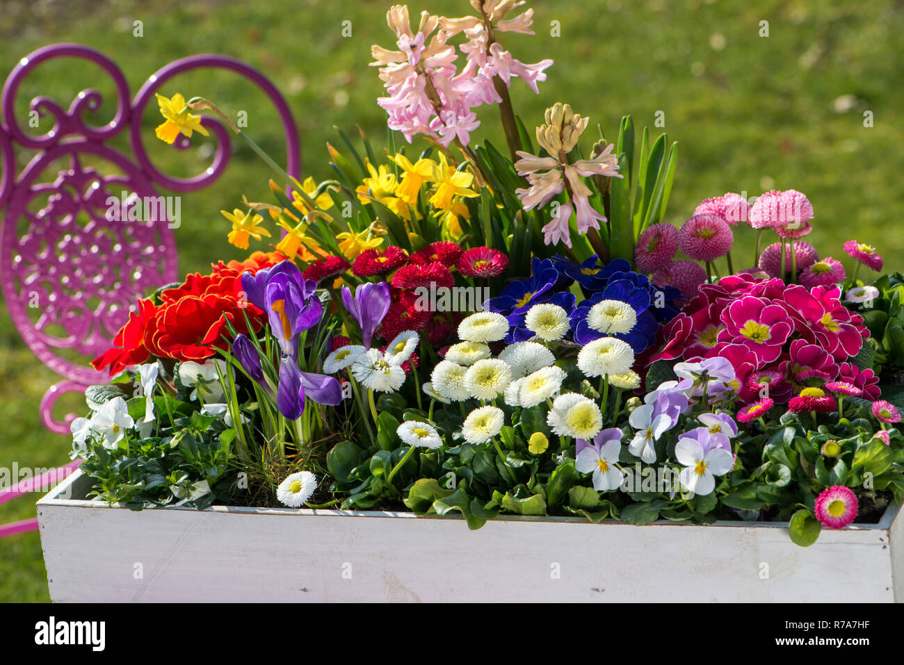 Spring flowers in wooden box Stock Photo - Alamy