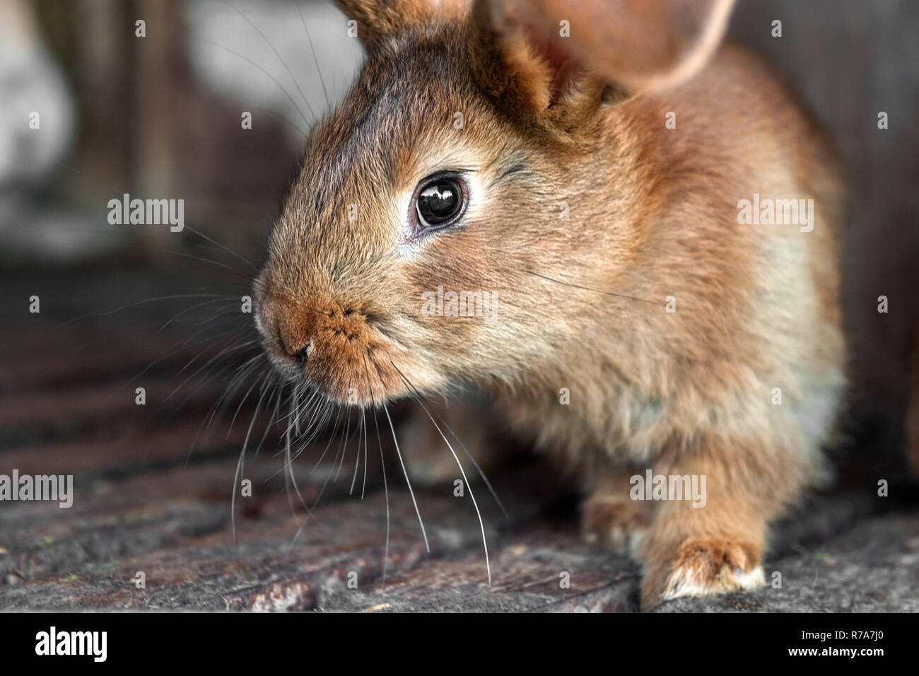 Livestock trap hi-res stock photography and images - Alamy