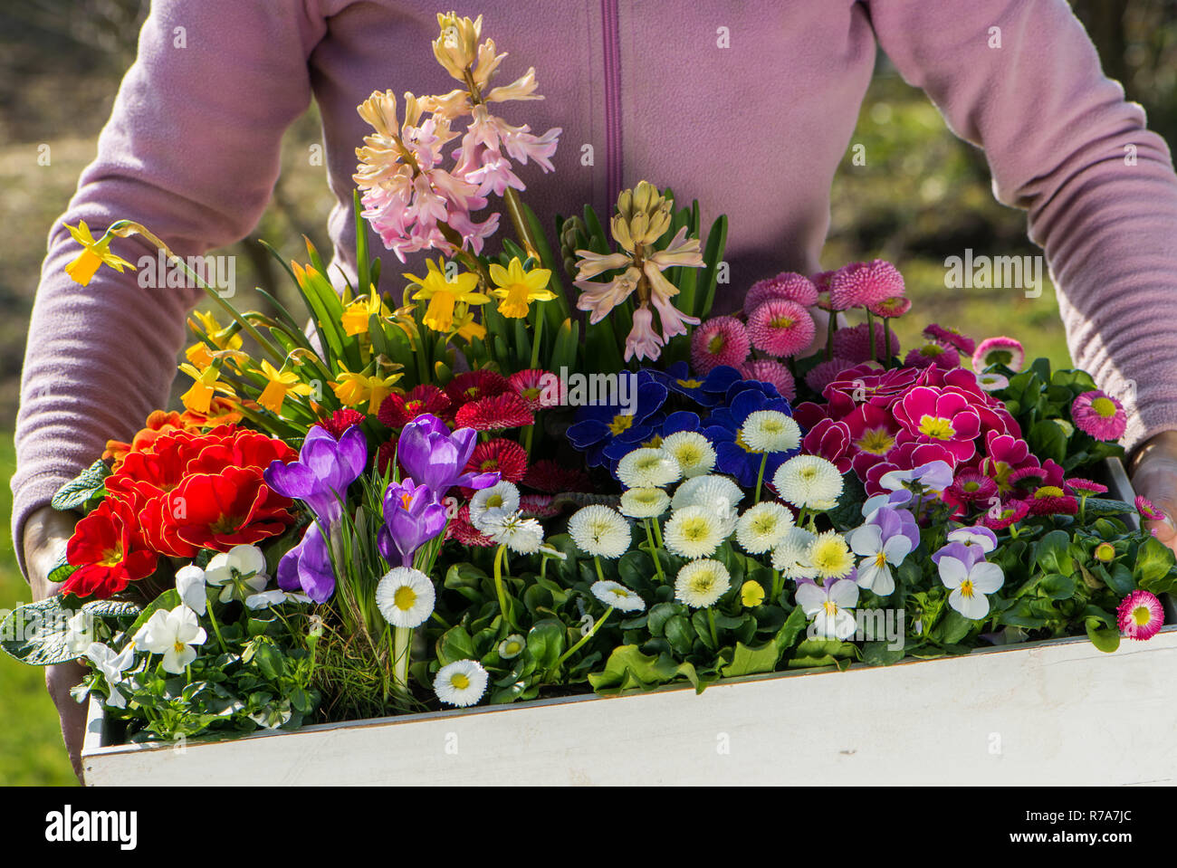 Spring flowers in wooden box Stock Photo - Alamy