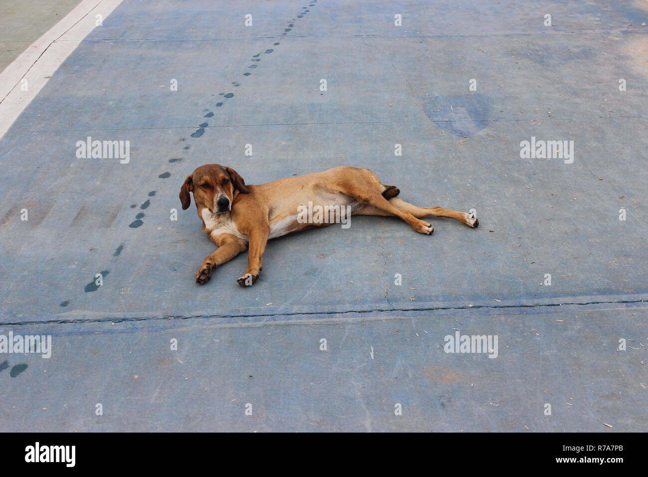 The Dog On The Way Stock Photo - Alamy