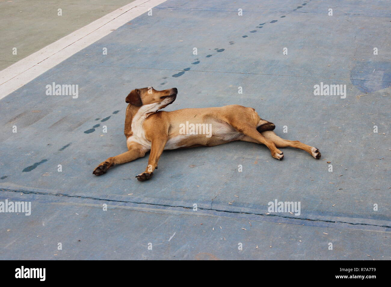 The Dog On The Way Stock Photo - Alamy
