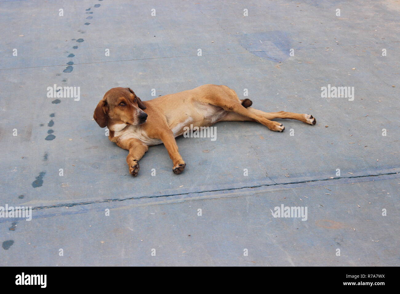 The Dog On The Way Stock Photo - Alamy