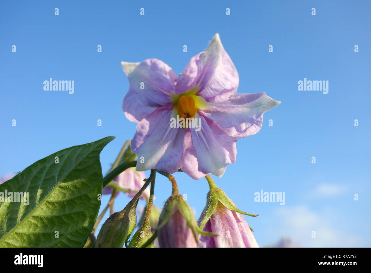 potato field in bloom Stock Photo - Alamy