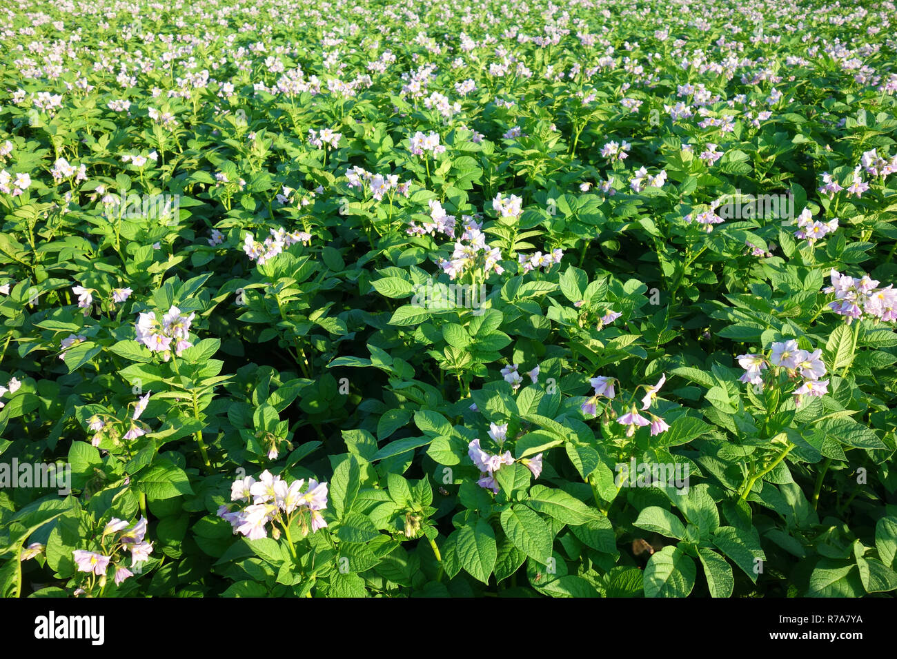 potato field in bloom Stock Photo - Alamy