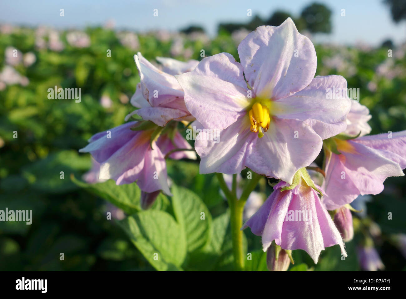 potato field in bloom Stock Photo - Alamy