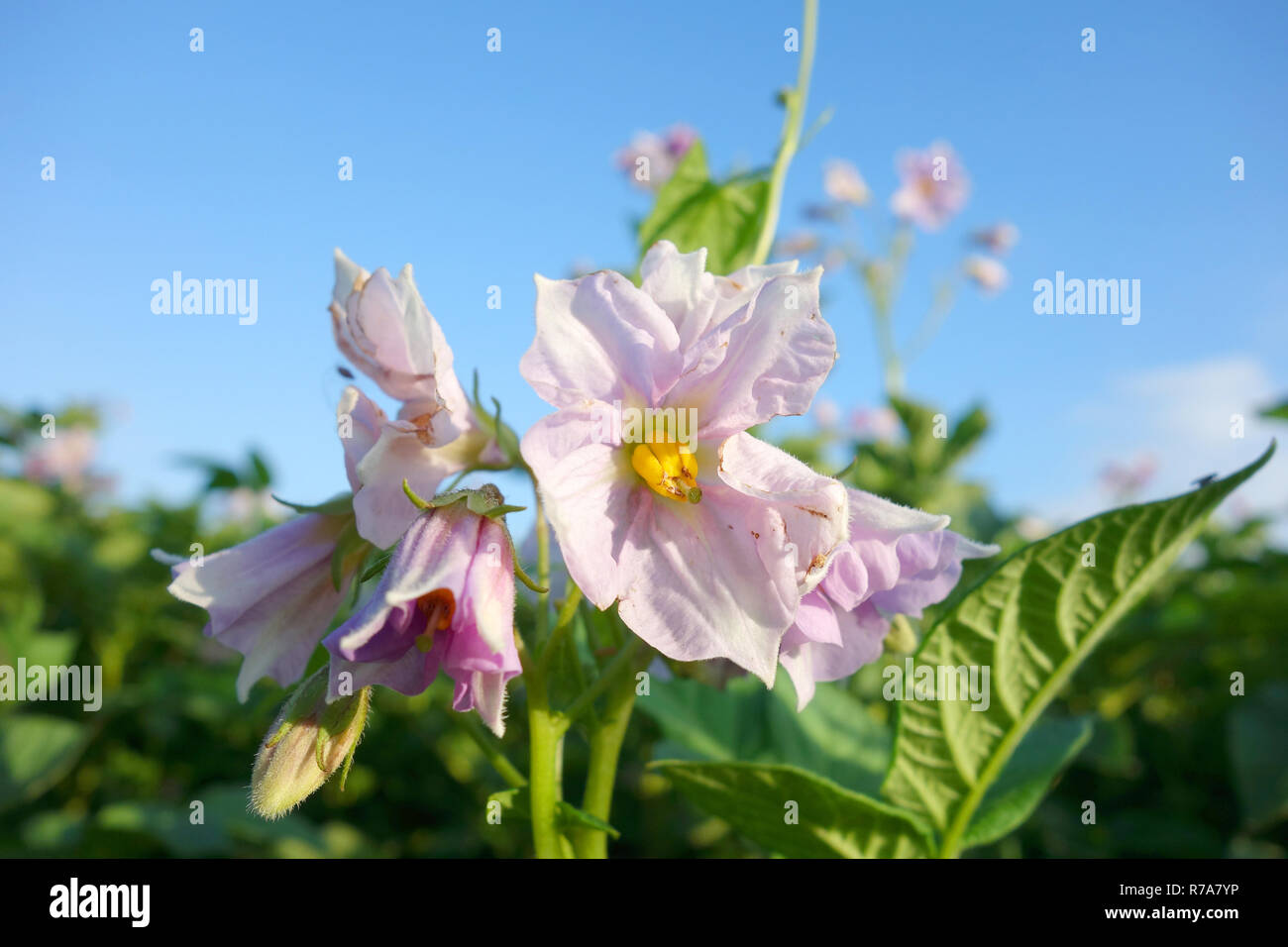 potato field in bloom Stock Photo - Alamy
