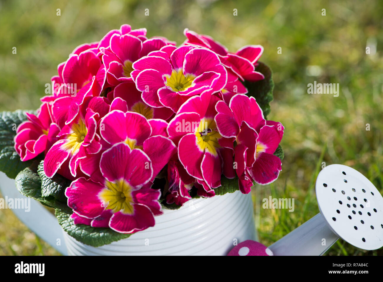 Pink primrose in little watering can Stock Photo - Alamy