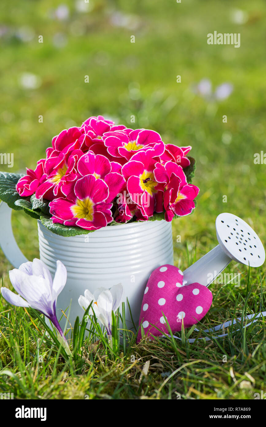 Pink primrose in little watering can Stock Photo - Alamy