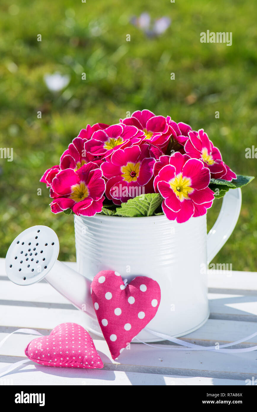Pink primrose in little watering can Stock Photo - Alamy