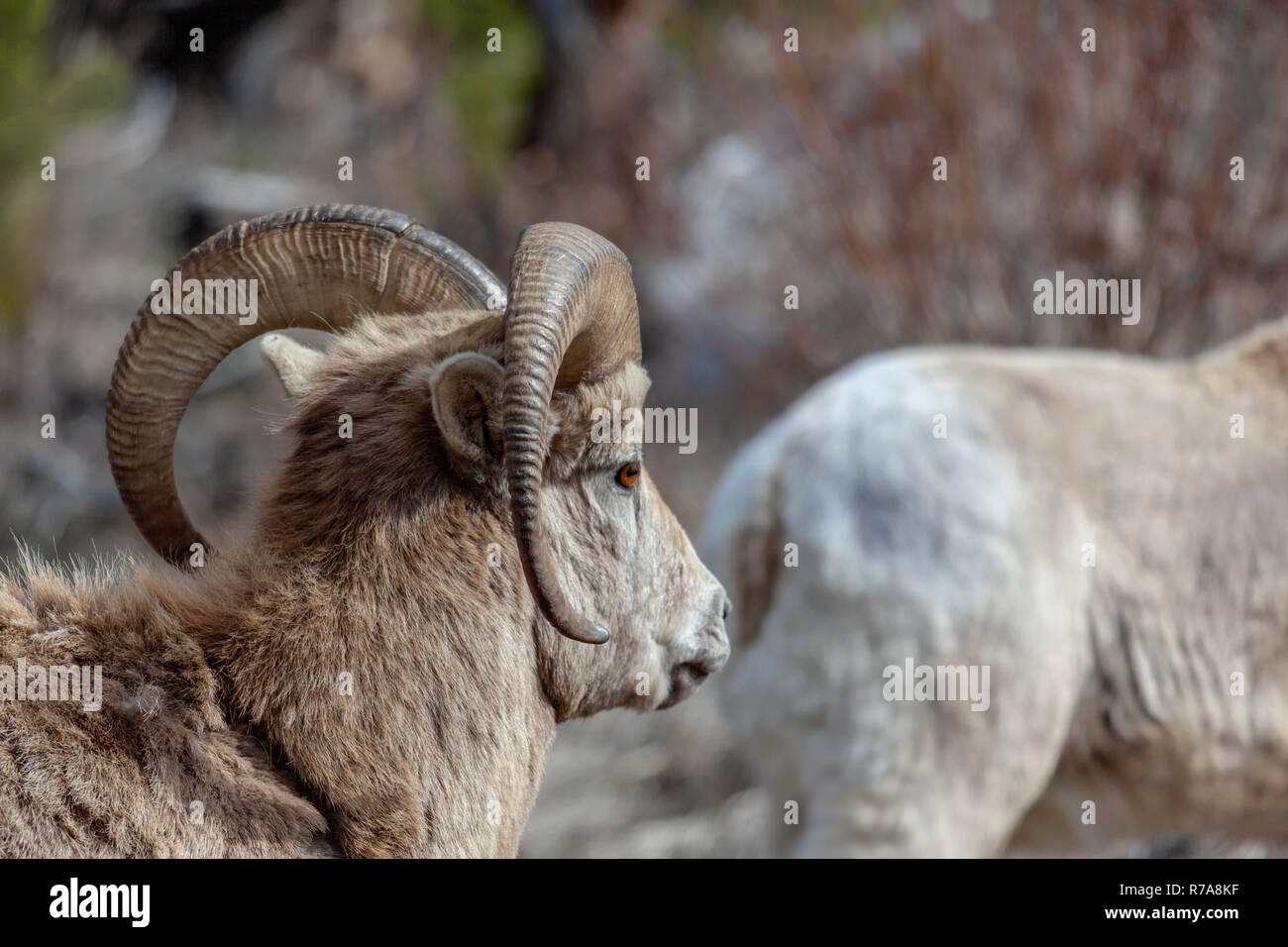 Portrait of the side view close up on the head of a Ram Bighorn male ...