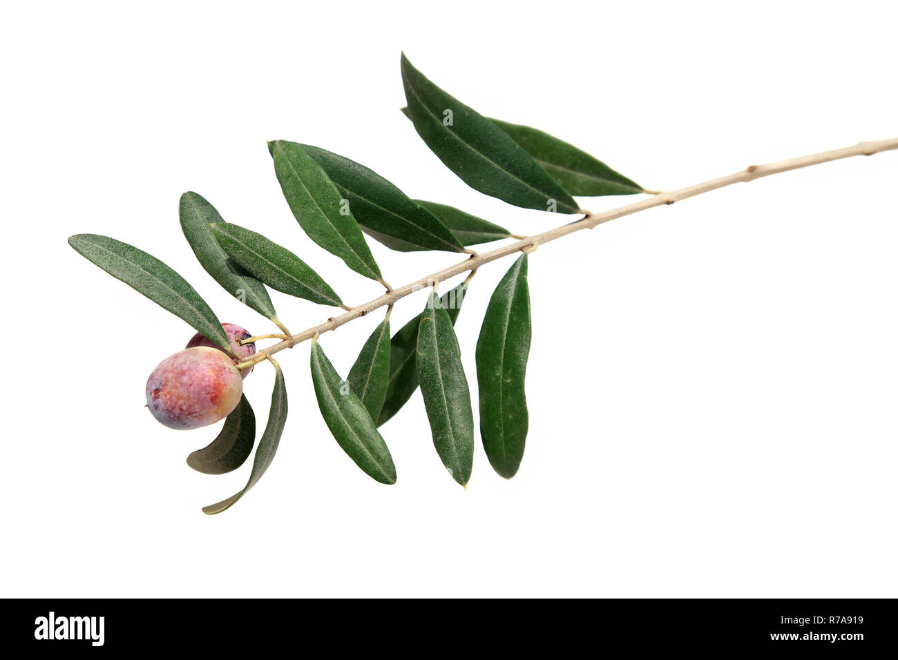 View of olive tree Cut Out Stock Images & Pictures - Alamy