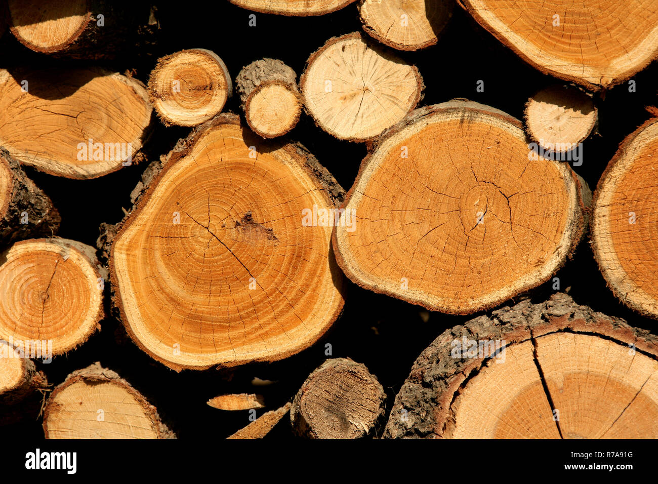 cut tree trunks Stock Photo - Alamy