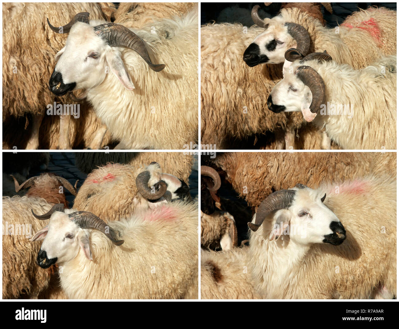 Sacrificial feast large group of people hi-res stock photography and ...