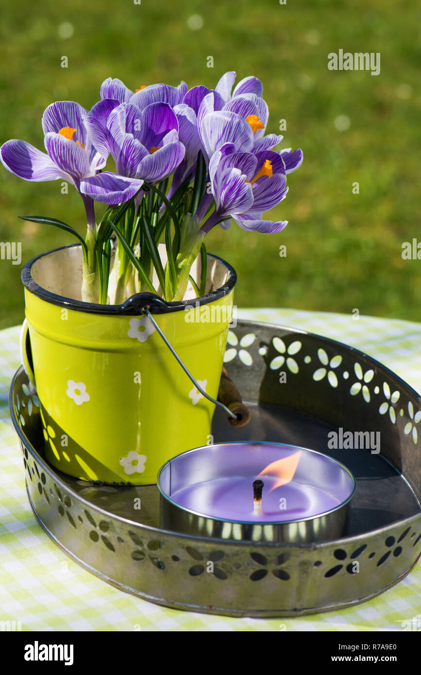 Flower pot with crocuses on a tray Stock Photo - Alamy