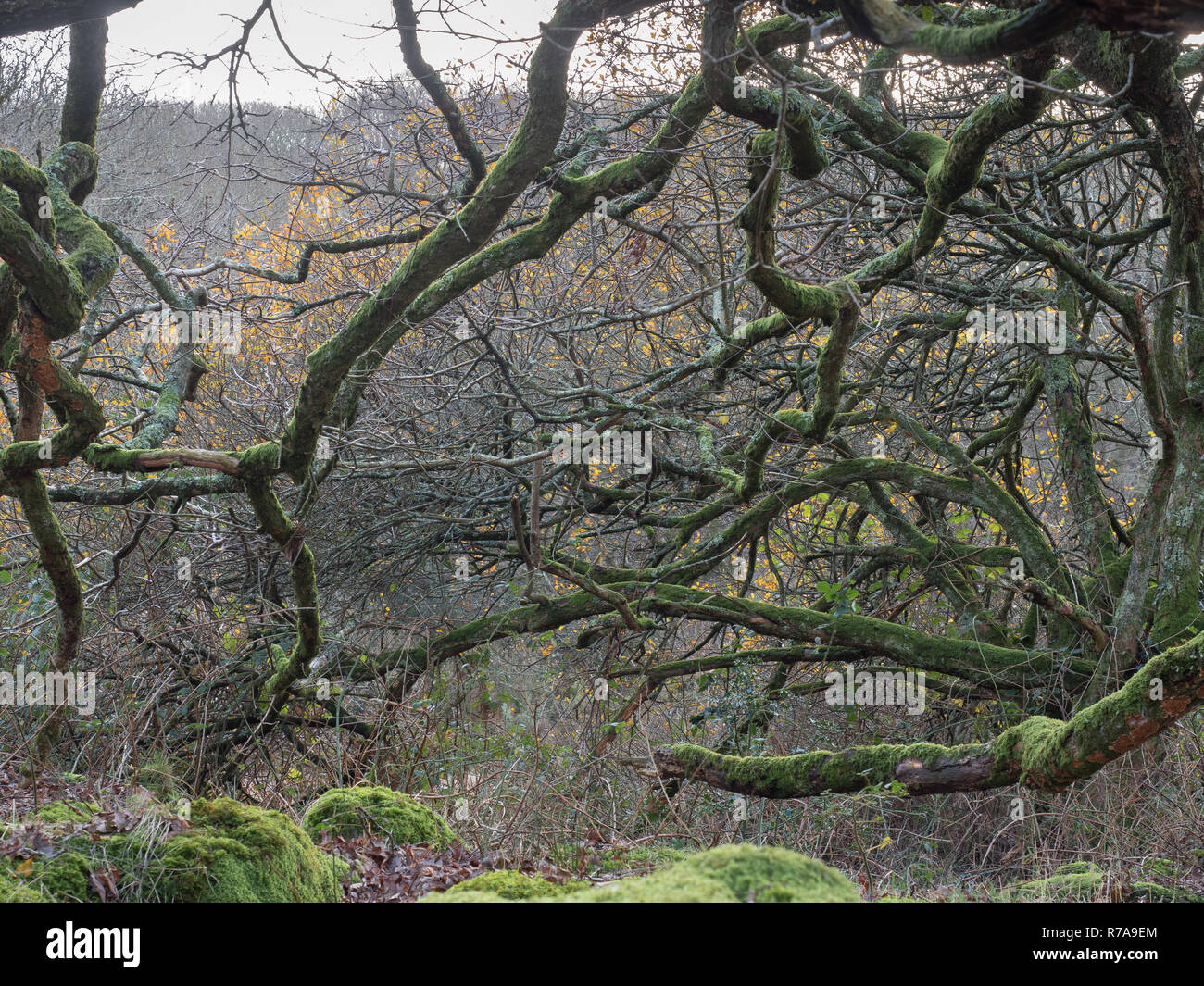 Ty Canol woods, Pembrokeshire Stock Photo - Alamy