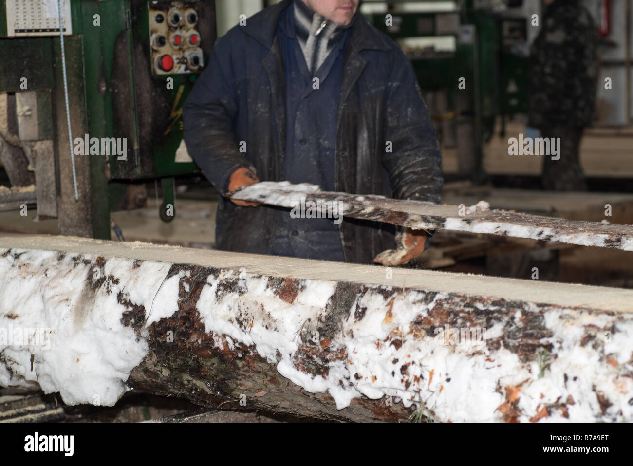 Cutting logs on the boards. In the winter process a tree.Wood ...