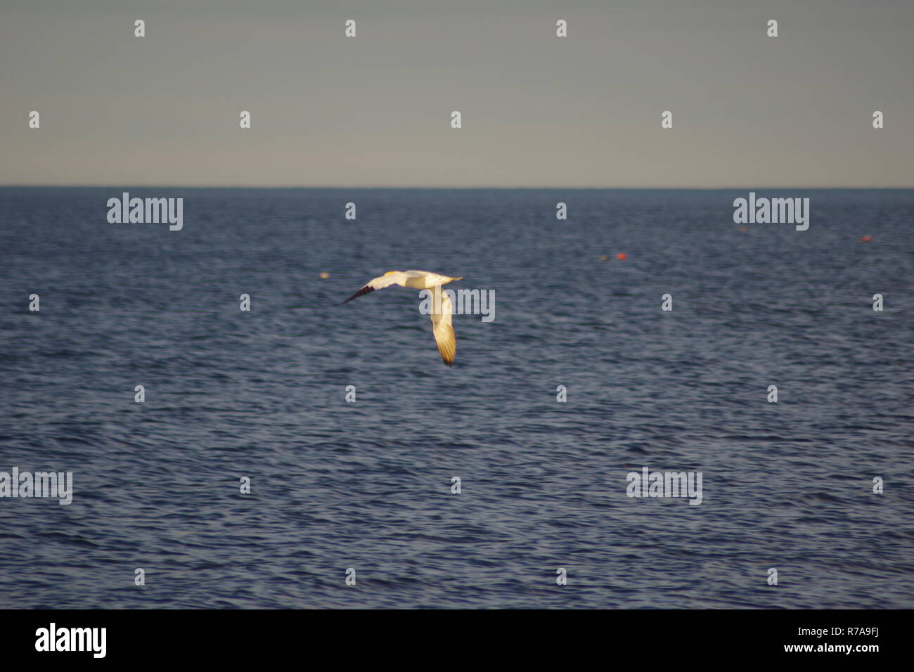 Diving Gannets (Morus bassanus) Large White Seabird, into the Firth of ...