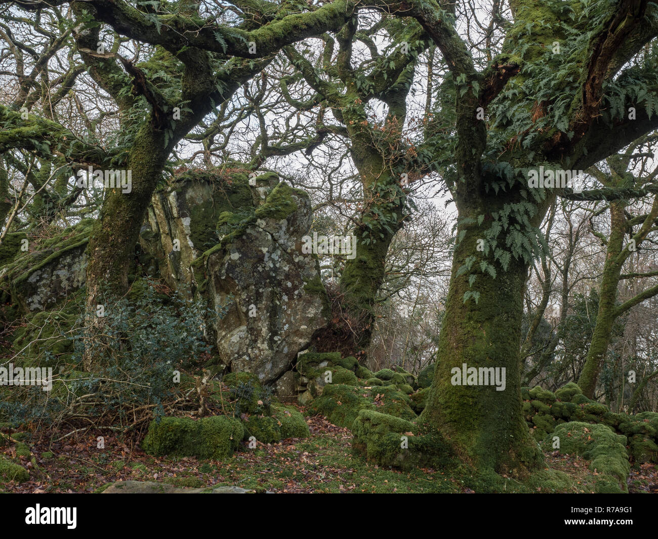 Ty canol woods hi-res stock photography and images - Alamy