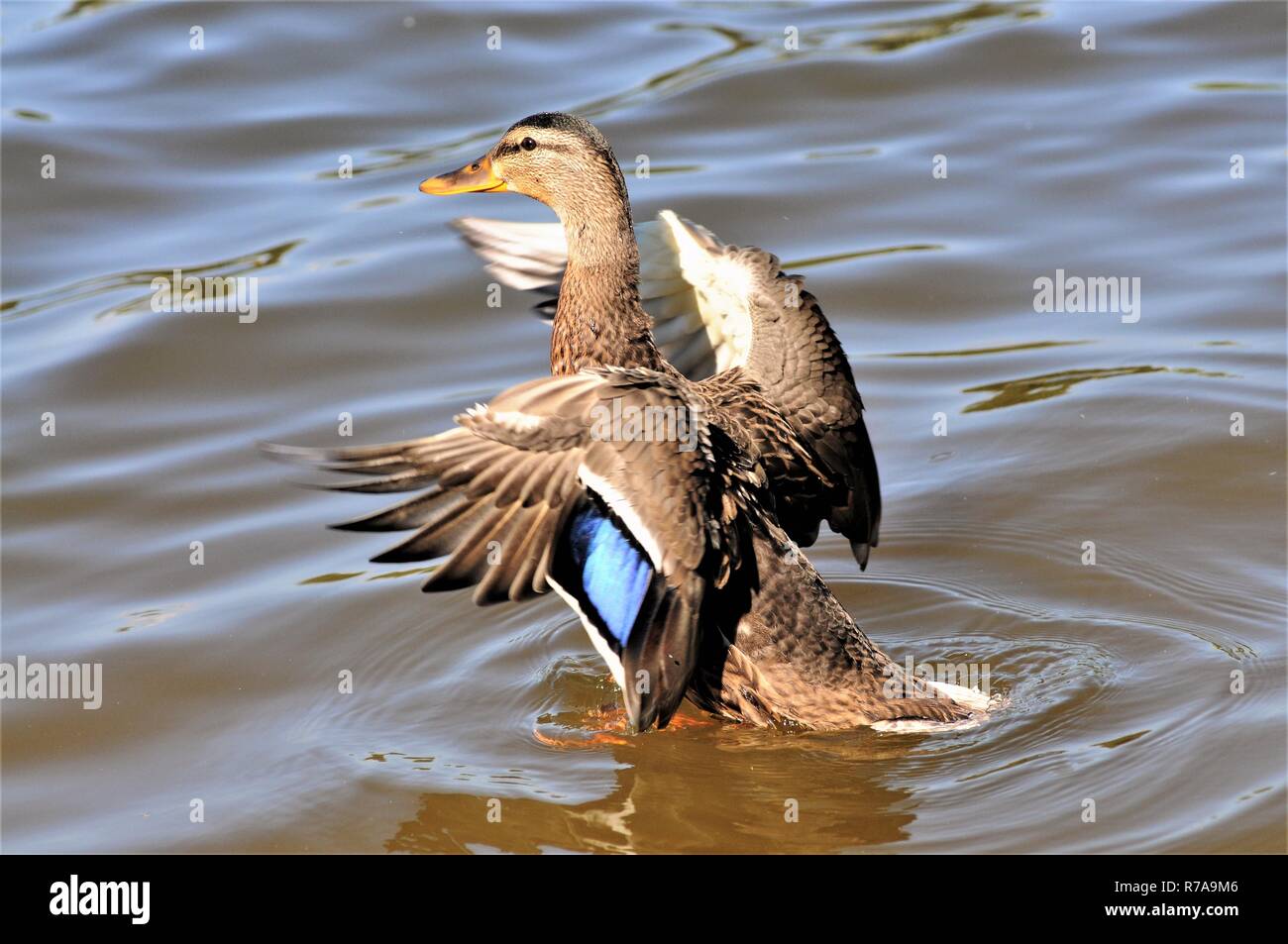 Mallard hen coming in for a landing Stock Photo - Alamy