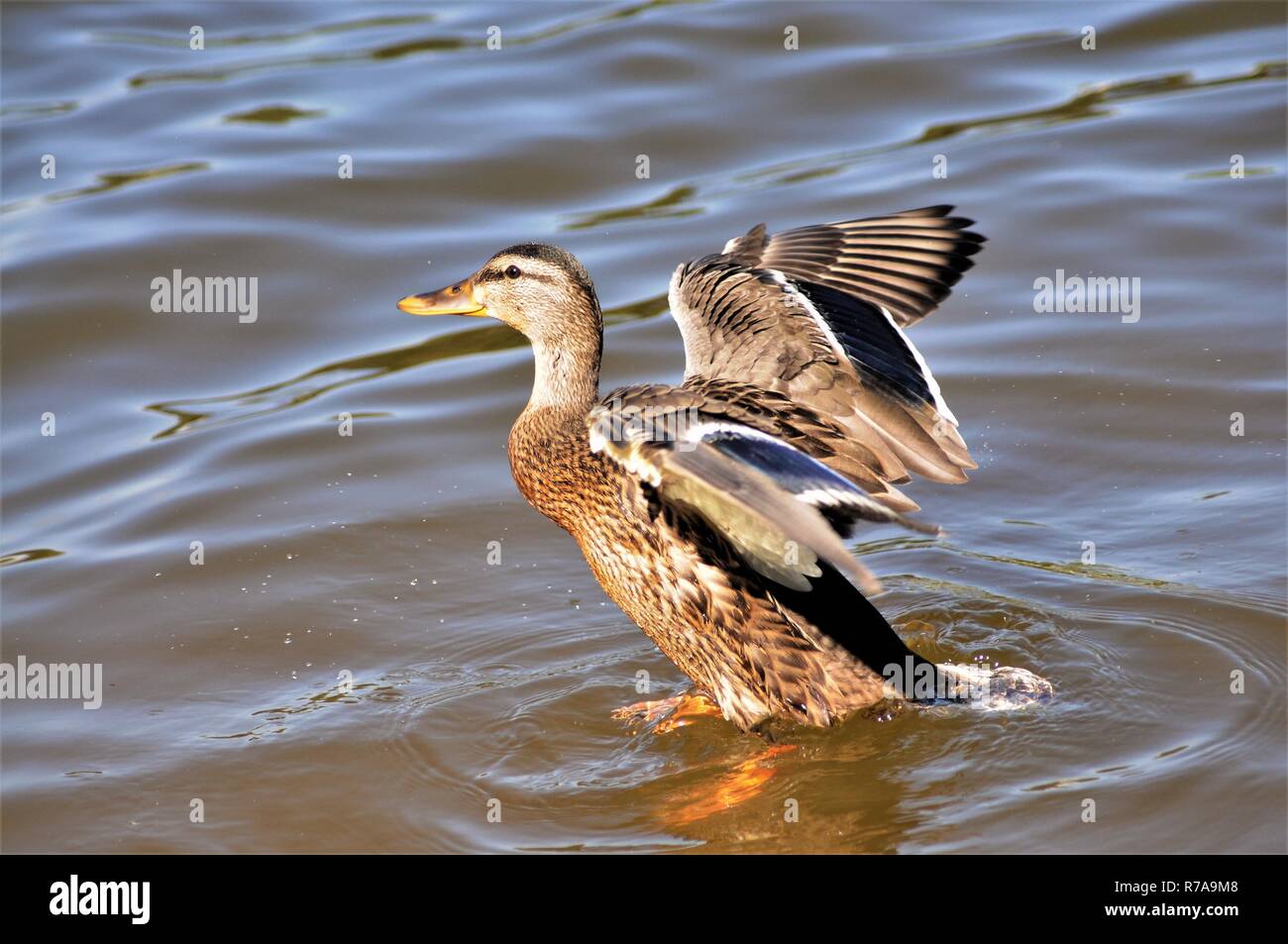 Mallard hen coming in for a landing Stock Photo - Alamy