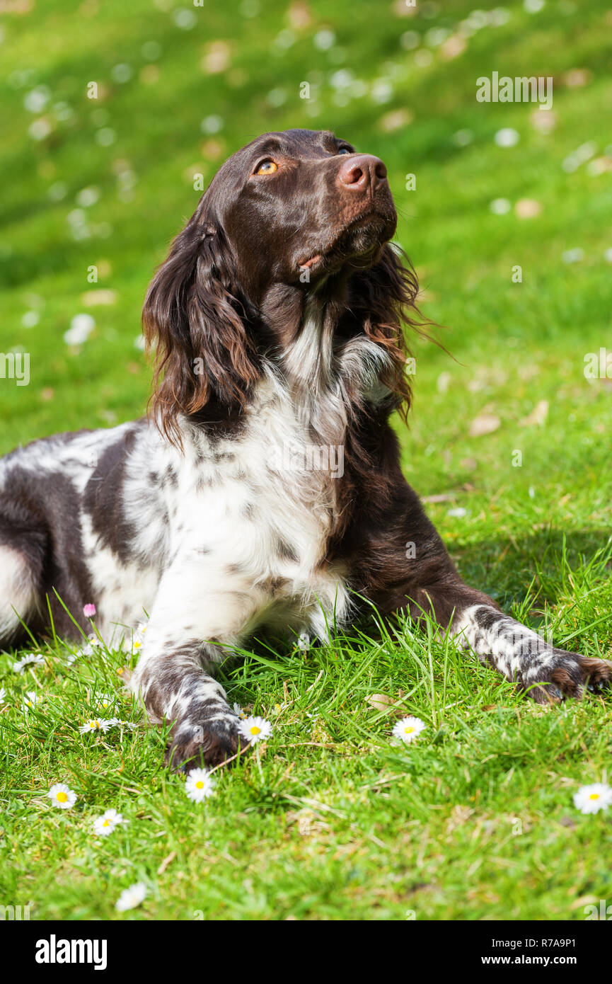 Small munsterlander dog hi-res stock photography and images - Alamy