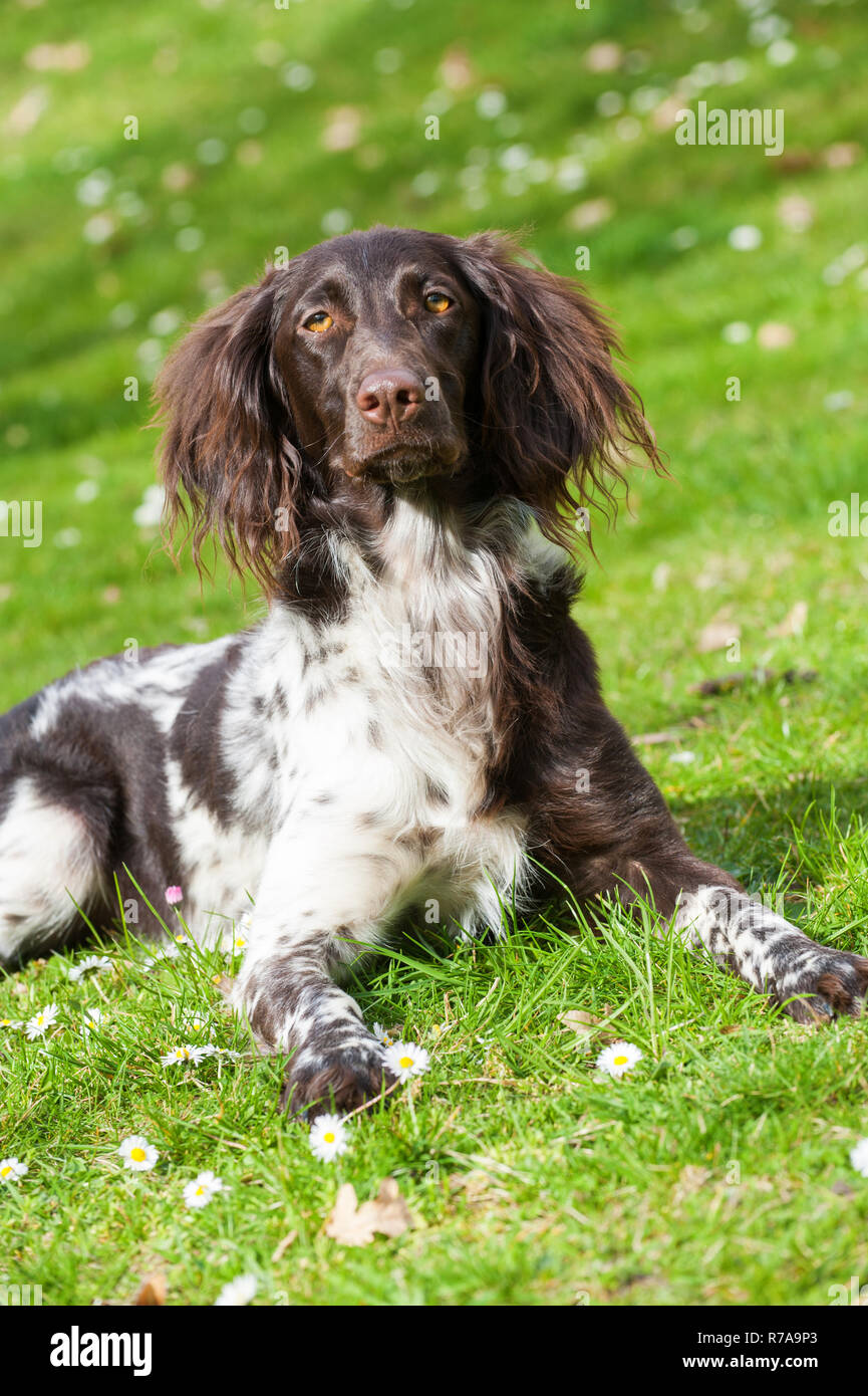 Small munsterlander dog hi-res stock photography and images - Alamy
