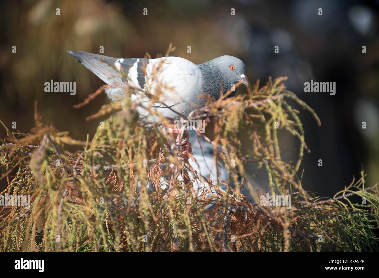 Pigeon peched in tree in ciutadella park in Barcelona Stock Photo - Alamy