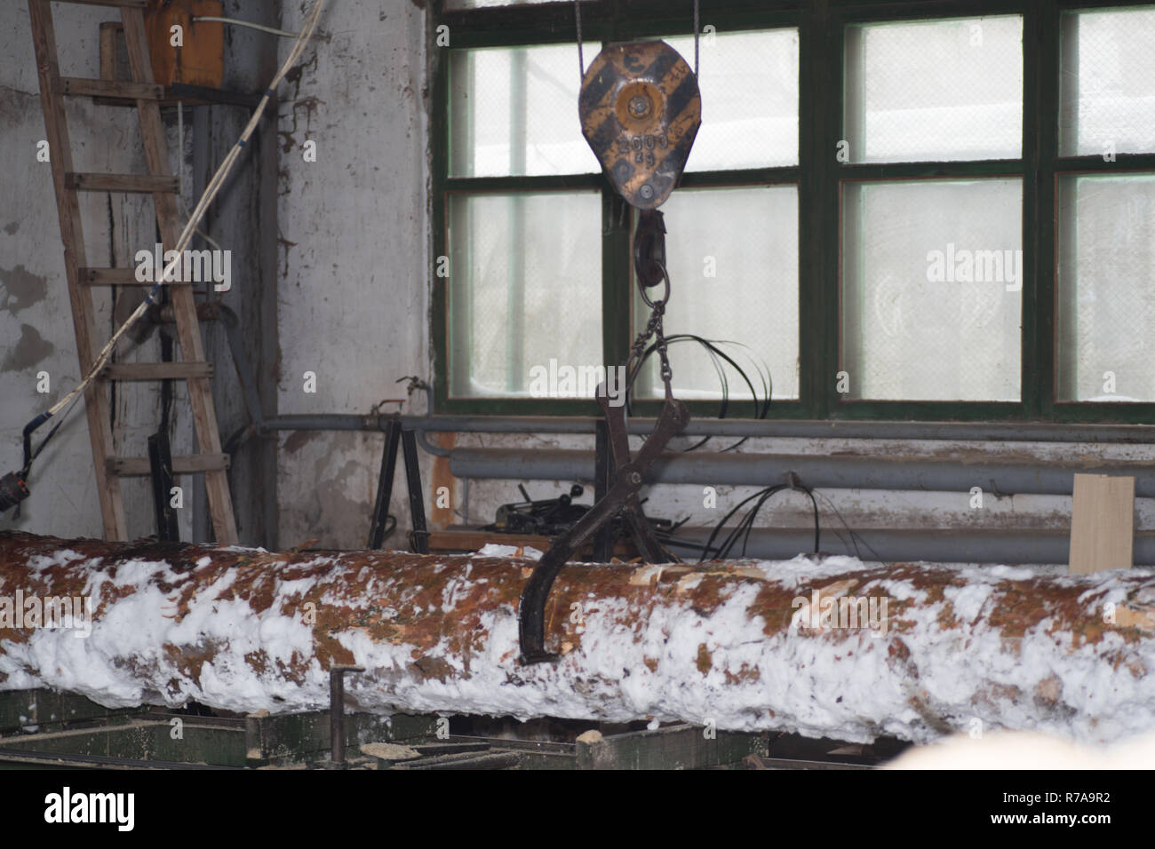 Cutting logs on the boards. In the winter process a tree.Wood ...