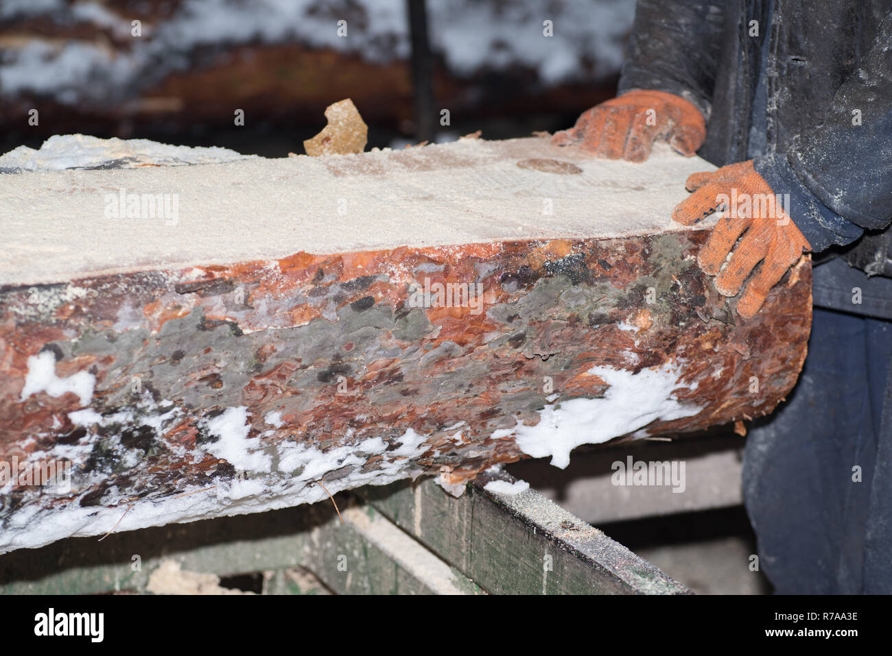 Cutting logs on the boards. In the winter process a tree.Wood ...